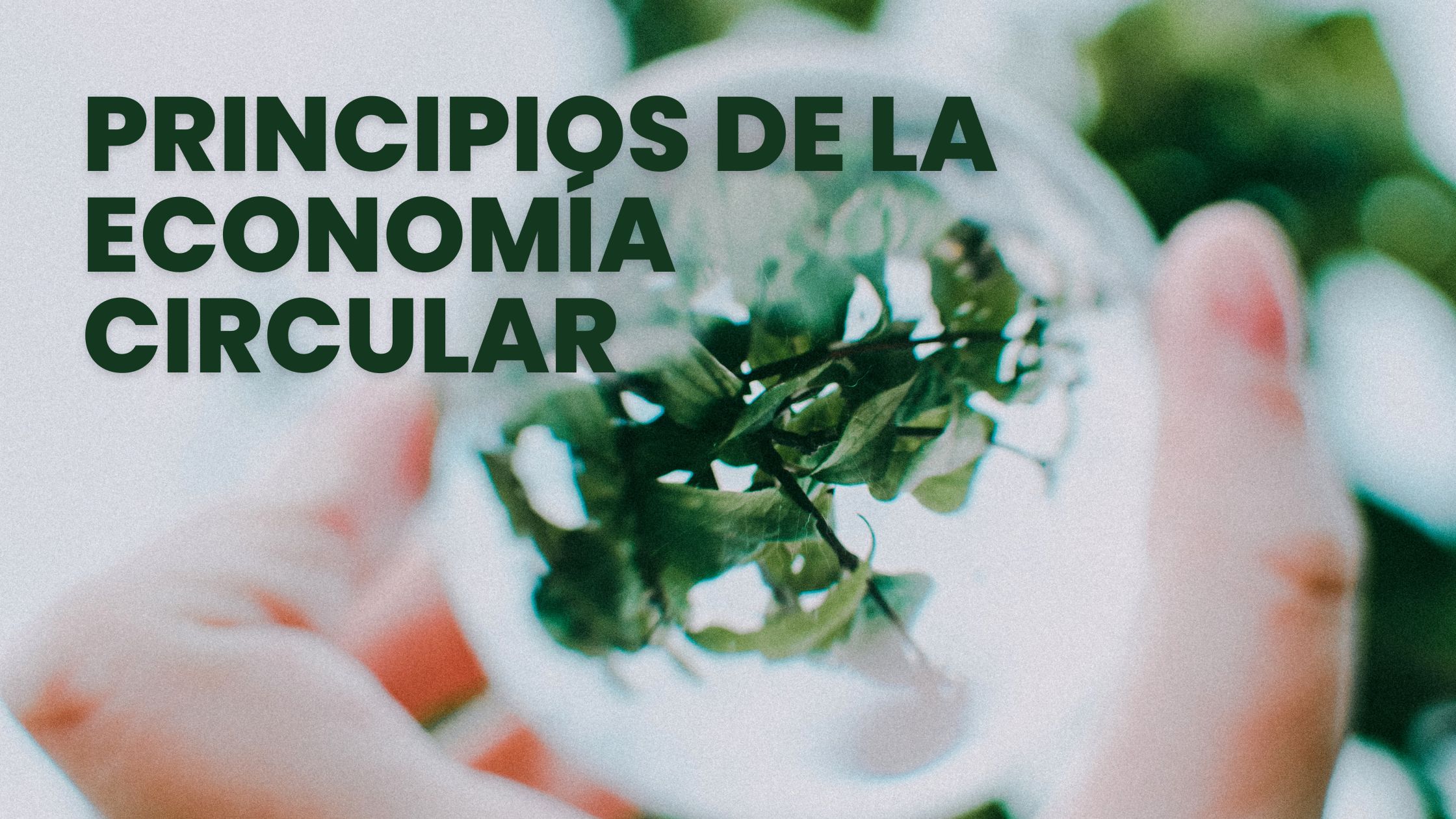 Principios de la Economía Circular - CSR Consulting